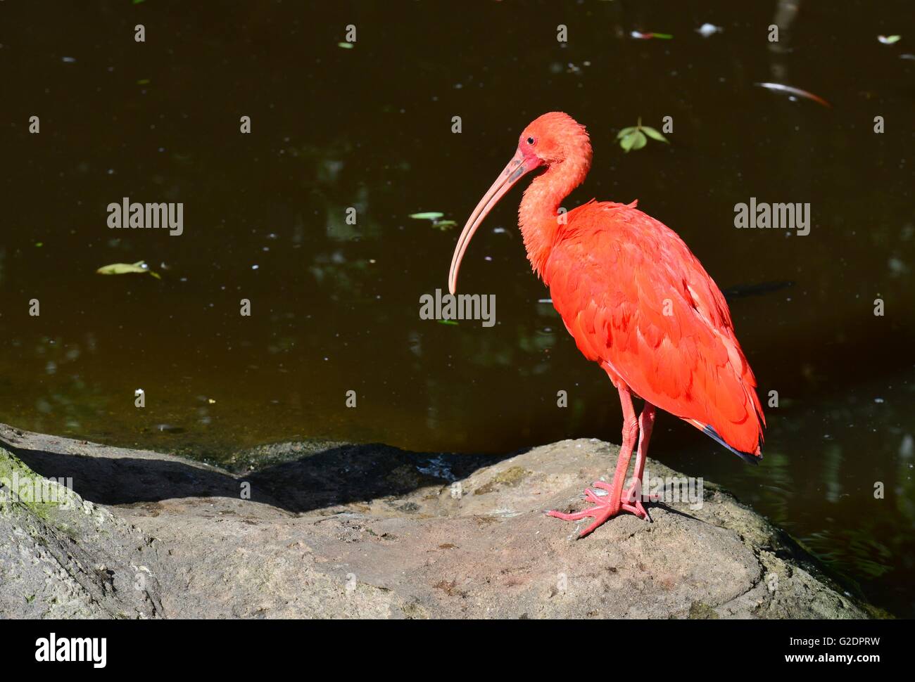 South african birds with red legs hi-res stock photography and images ...