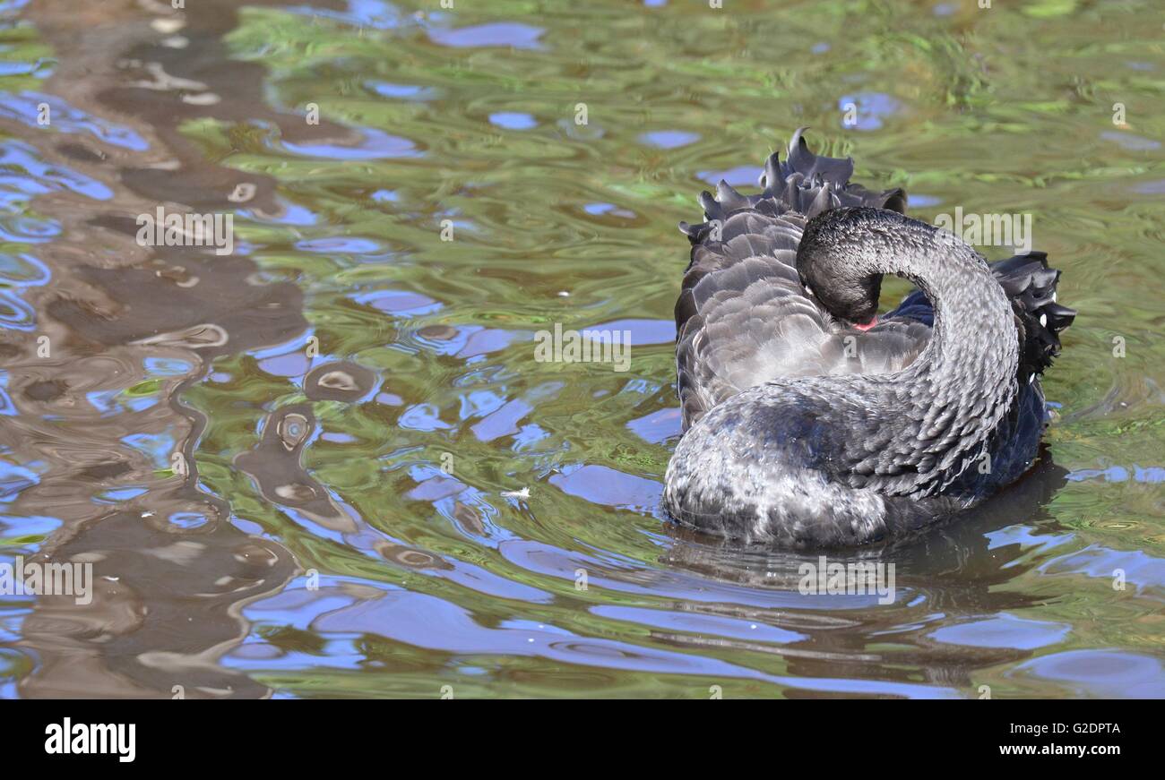 Black swan on a lake in South Africa Stock Photo - Alamy
