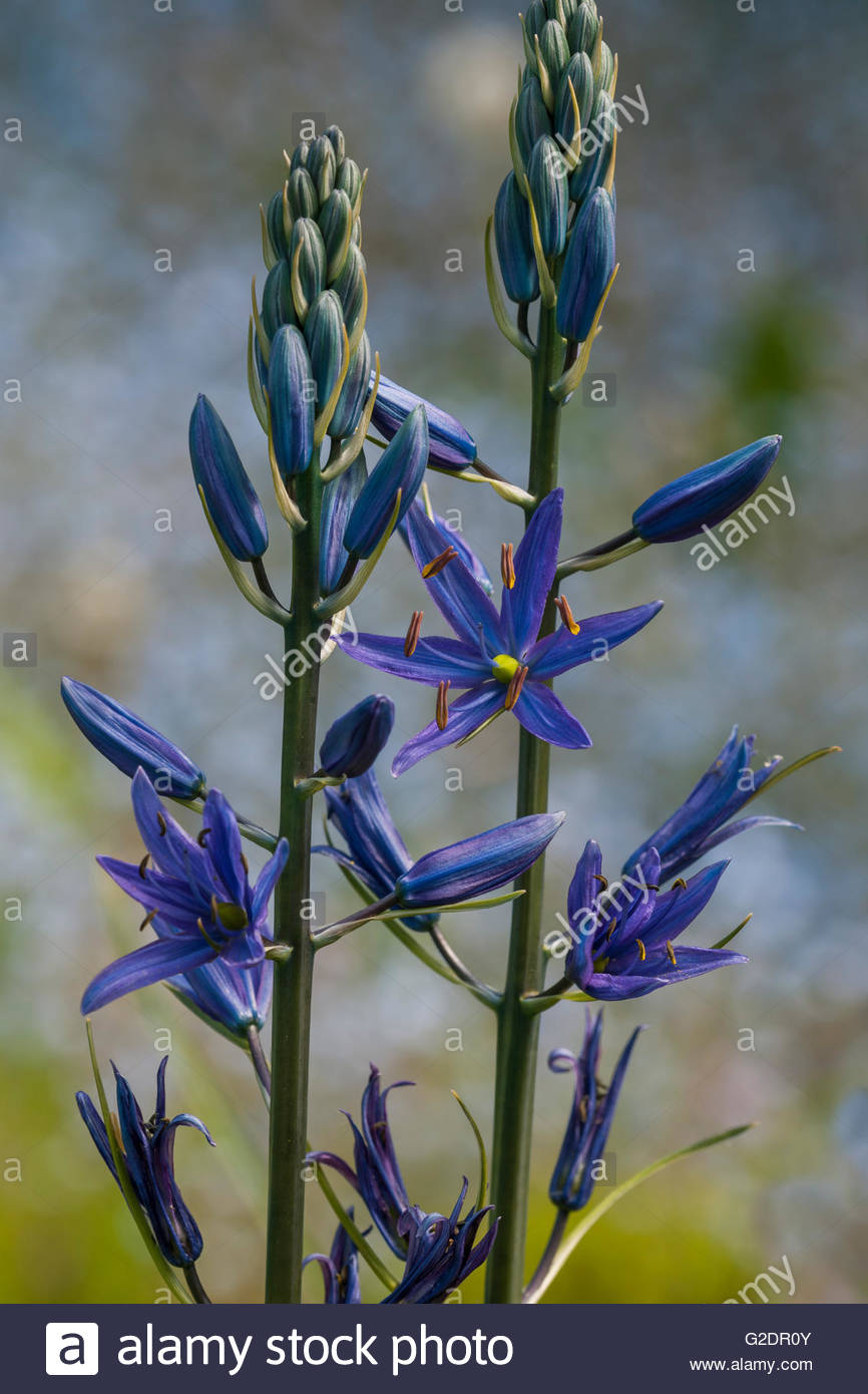 Camassia Leichtlinii Stock Photos & Camassia Leichtlinii Stock Images ...