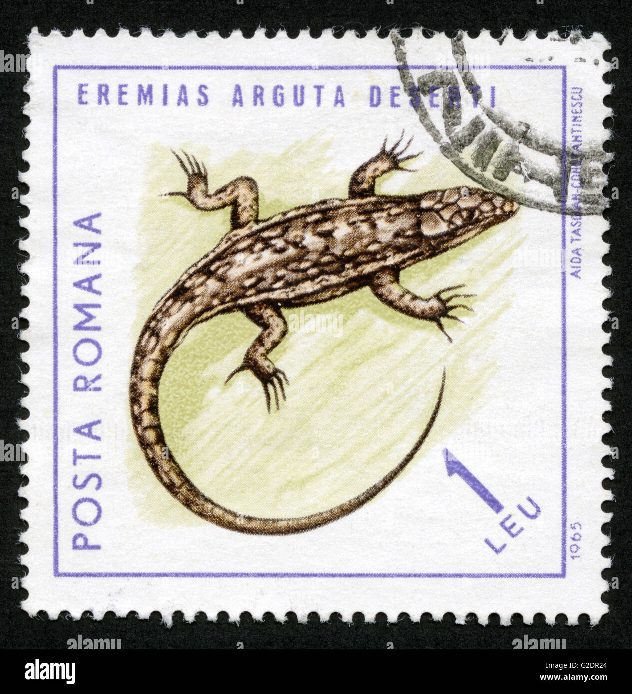 Arguta eremias arguta hi-res stock photography and images - Alamy