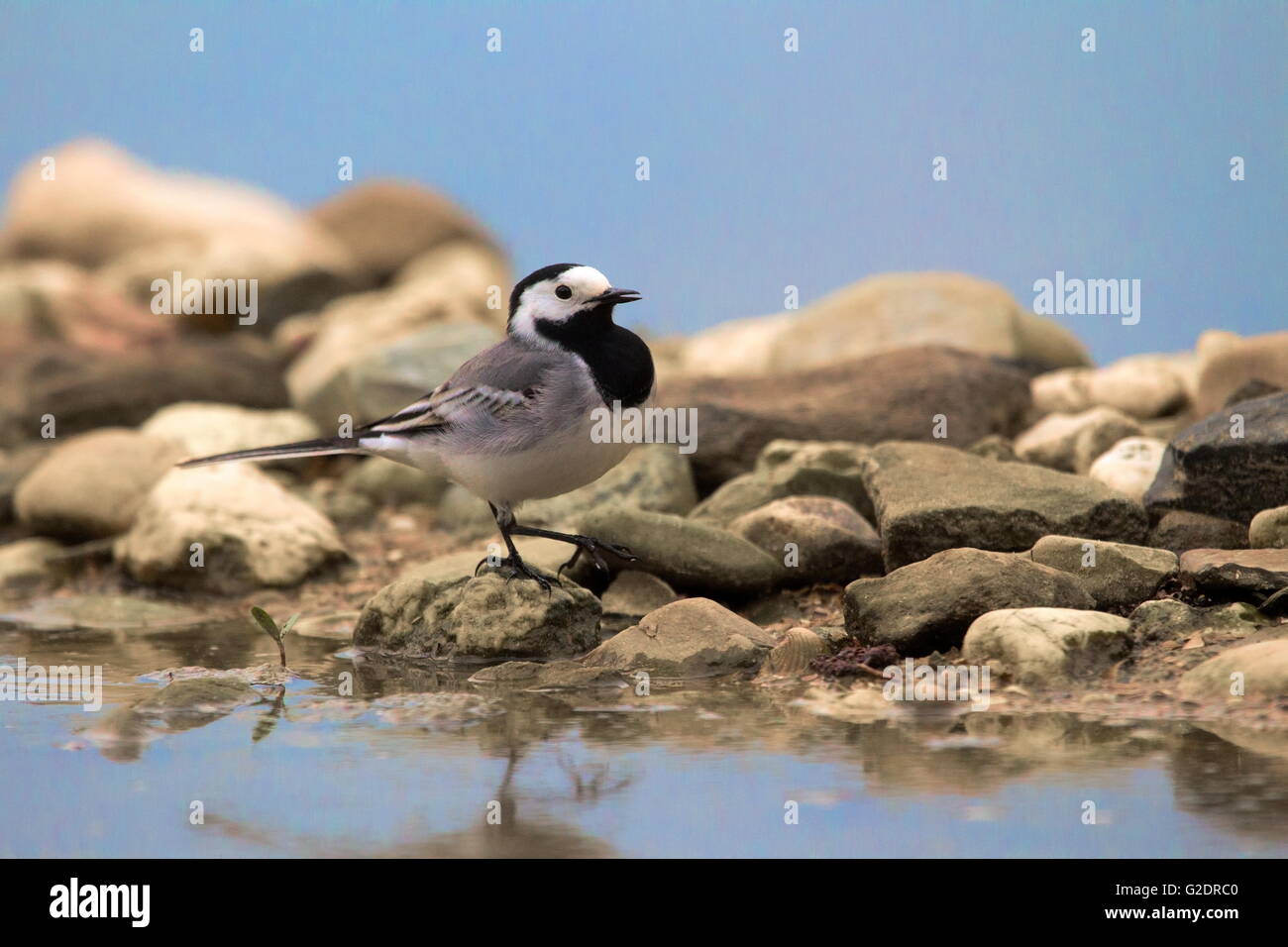 White wagtail walking hi-res stock photography and images - Alamy