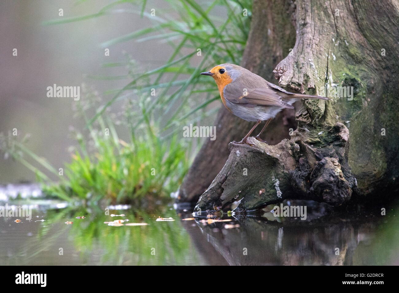 Robin sitting on a tree stump on the waterfront, Netherlands Stock ...