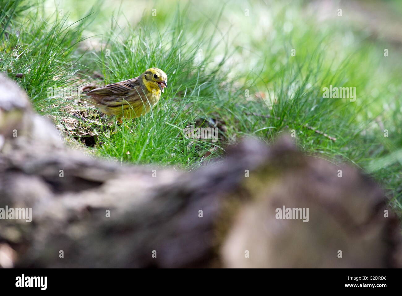 Grass embankment hi-res stock photography and images - Alamy