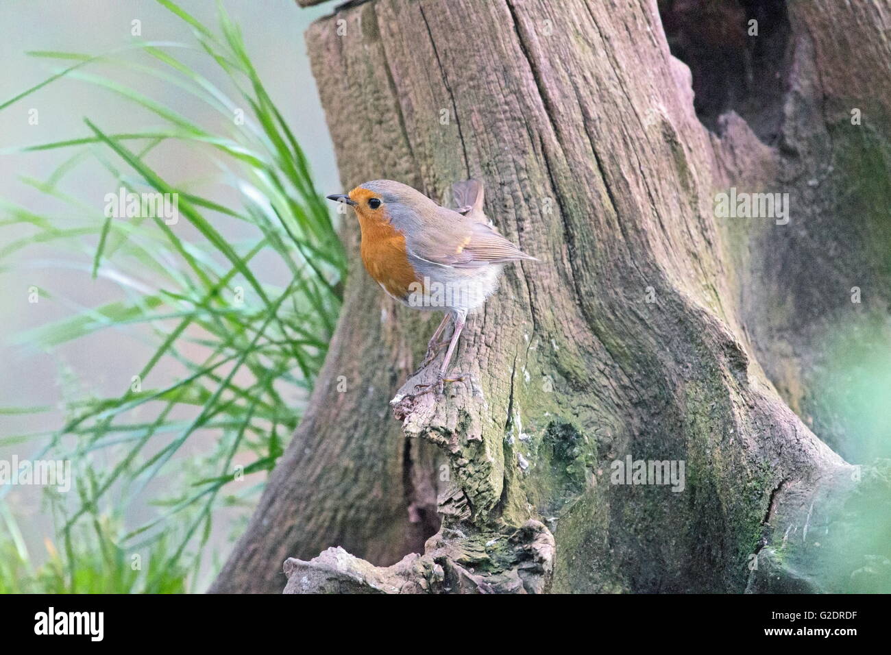 Robin sitting on a tree stump in the forest, Netherlands Stock Photo ...