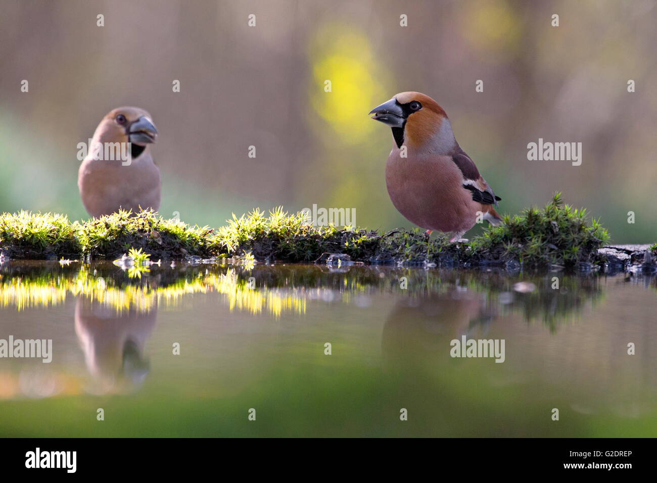 Hawfinches hi-res stock photography and images - Alamy