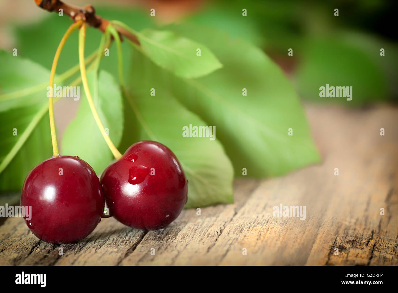 Ripe organic cherries Stock Photo - Alamy