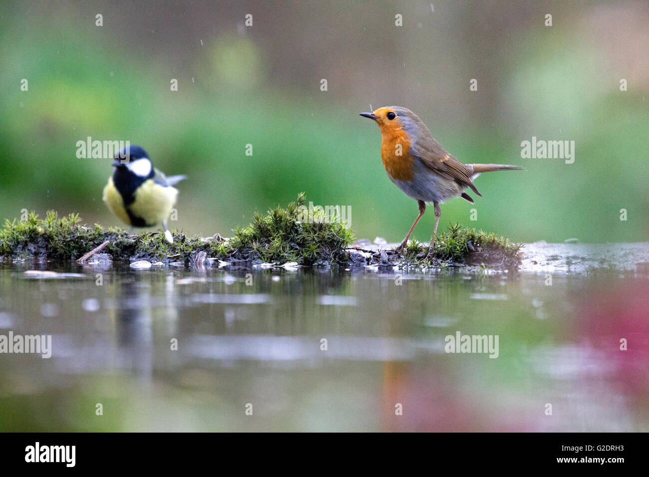 robin sits on the waterfront in the rain in the forest, Netherlands ...
