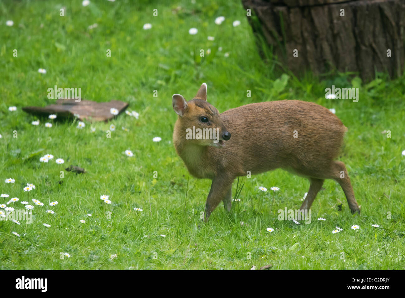 Newly born Muntjac also called Barking Deer feeding and running in ...