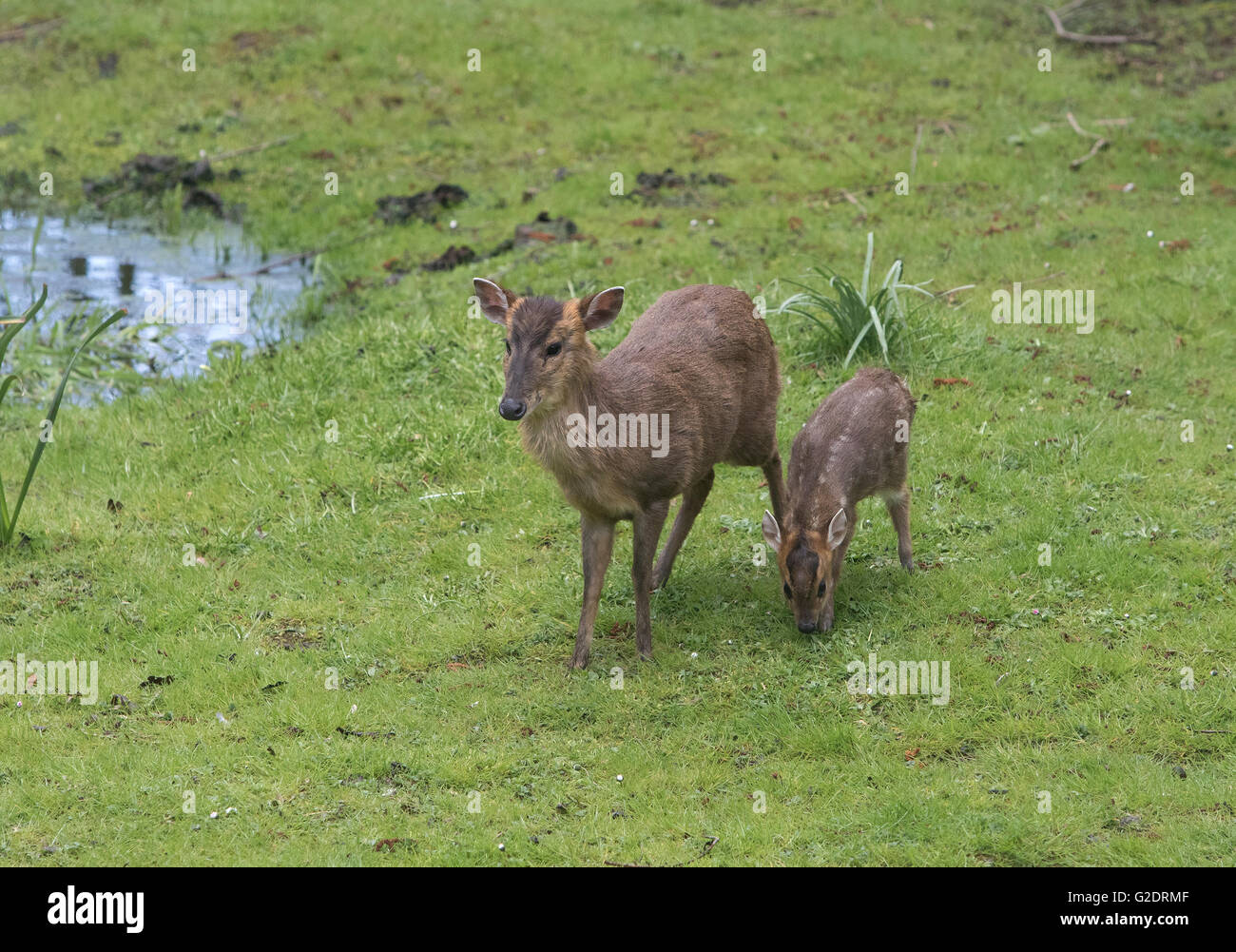 Baby muntjac called barking deer hi-res stock photography and images ...