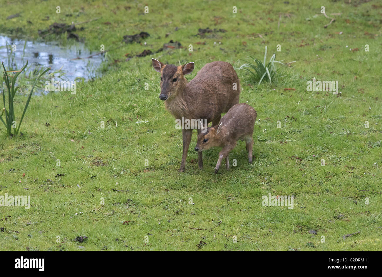 Mother and baby deer muntjac also called barking deer together Stock ...