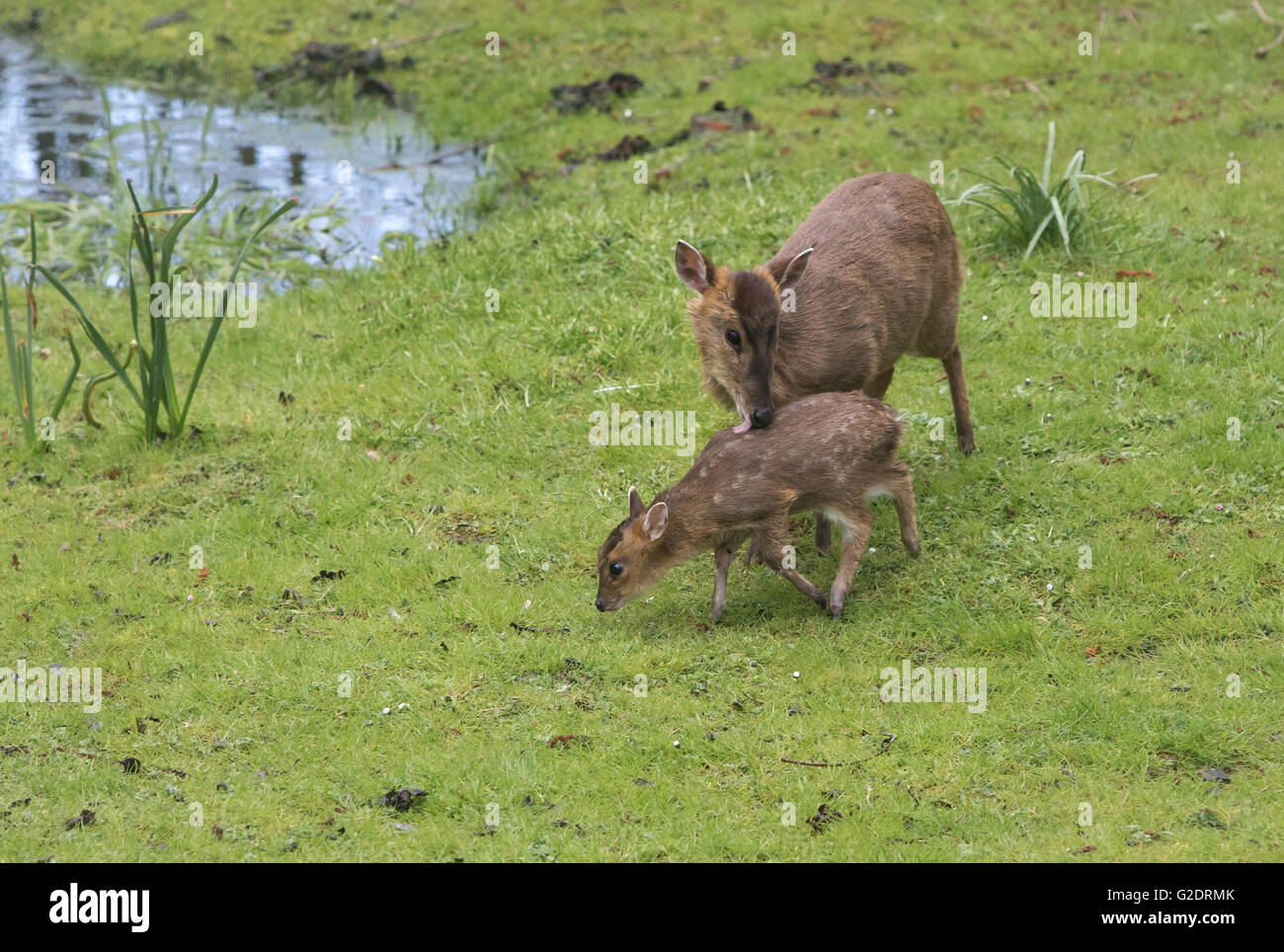 Baby muntjac deer uk hi-res stock photography and images - Alamy