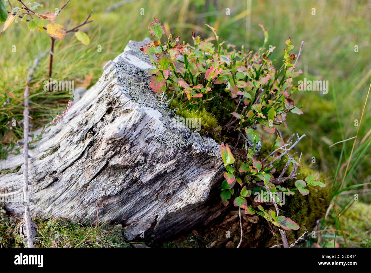 Stump of dead tree provides life for small plants Stock Photo - Alamy