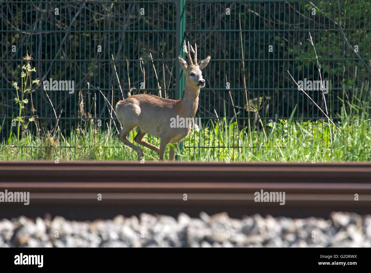 Deer Railway Stock Photos & Deer Railway Stock Images - Alamy
