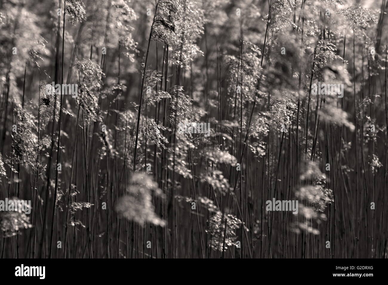 Backlight with nature hi-res stock photography and images - Alamy