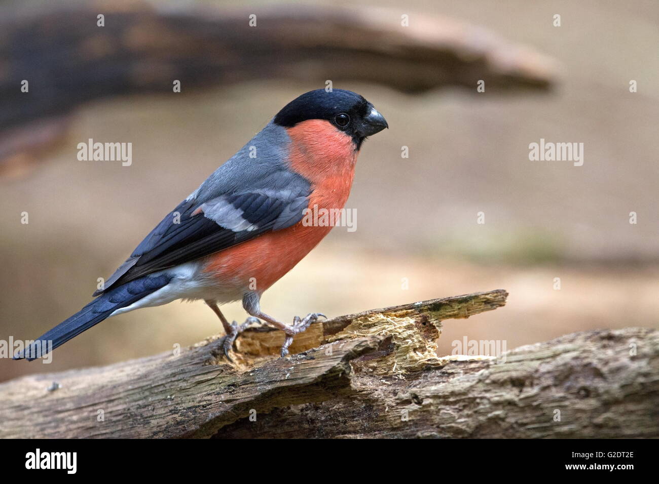Bullfinch bird hi-res stock photography and images - Alamy