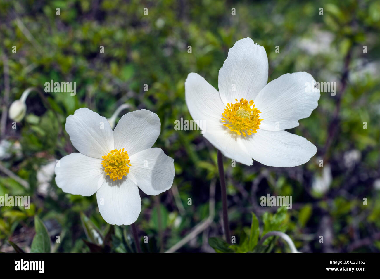 Snowdrop Anemone (Anemone sylvestris Stock Photo - Alamy