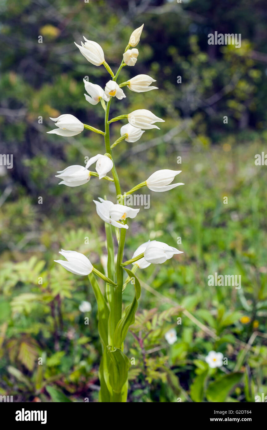 Narrow Leaved Helleborine High Resolution Stock Photography and Images - Alamy