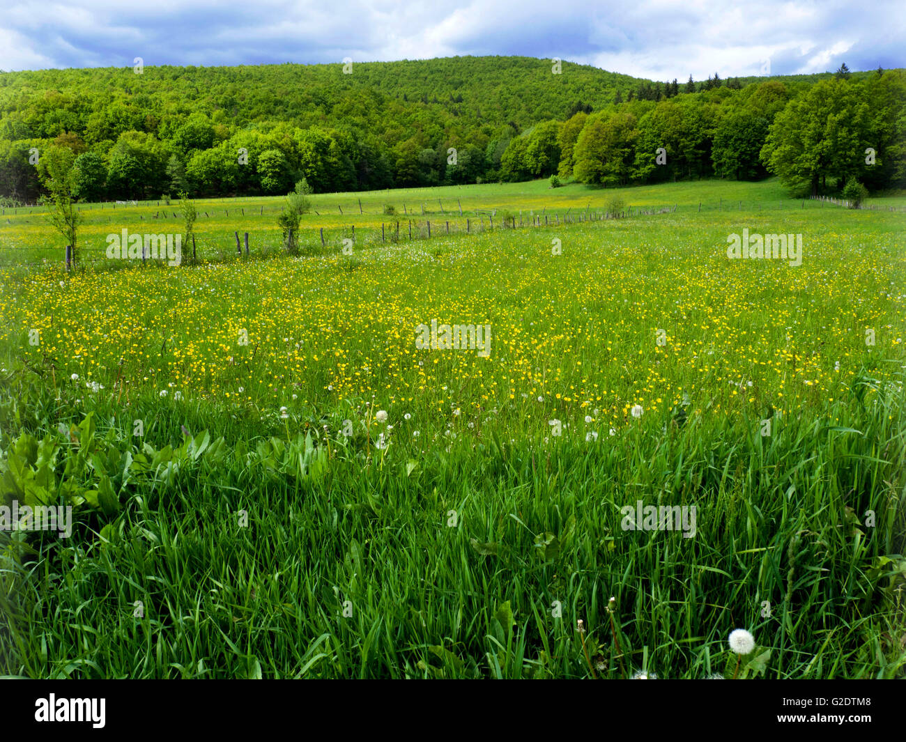 Green trees bushes grass hi-res stock photography and images - Alamy