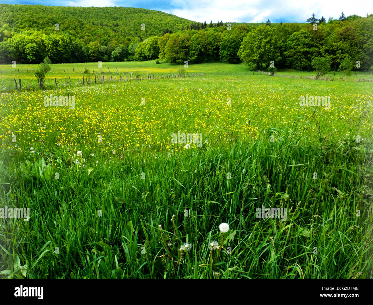 Green trees bushes grass hi-res stock photography and images - Alamy