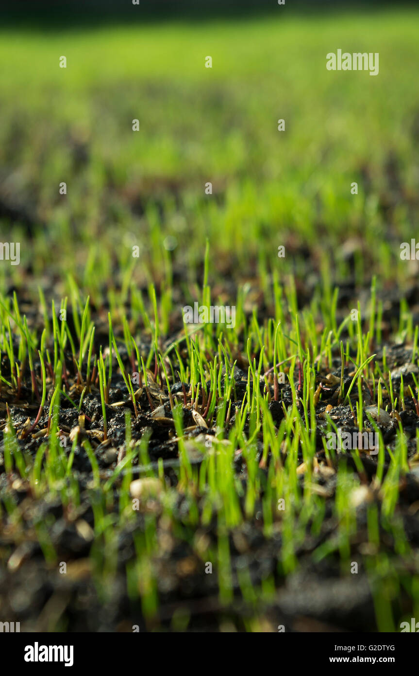 Grass shoots hi-res stock photography and images - Alamy