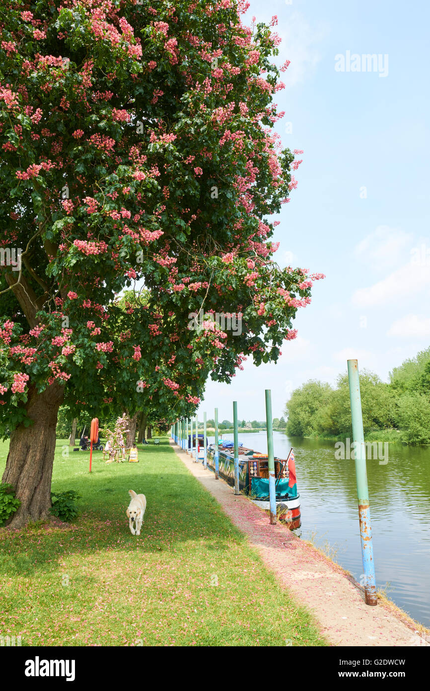 Riverside Gardens & Boat Mooring On The River Avon Pershore Wychavon ...