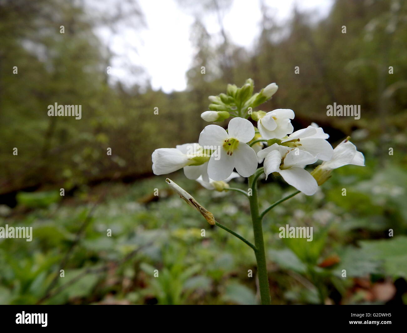 Dentaria bulbifera hi-res stock photography and images - Alamy