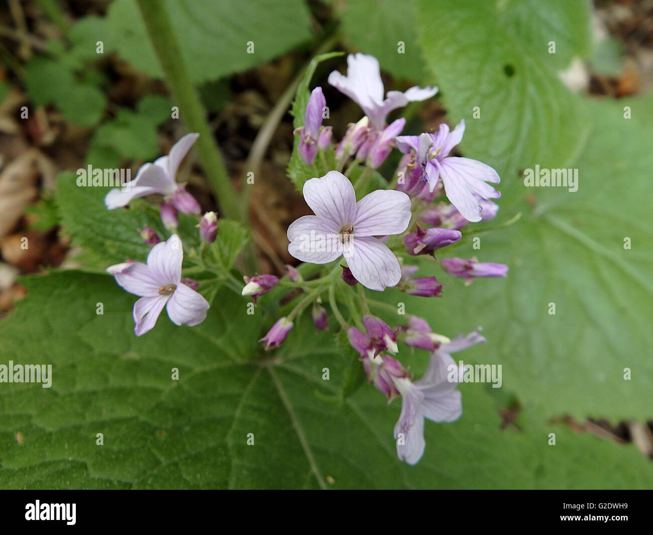 Cardamine bulbifera ,(Dentaria bulbifera),with close up of pale pink ...