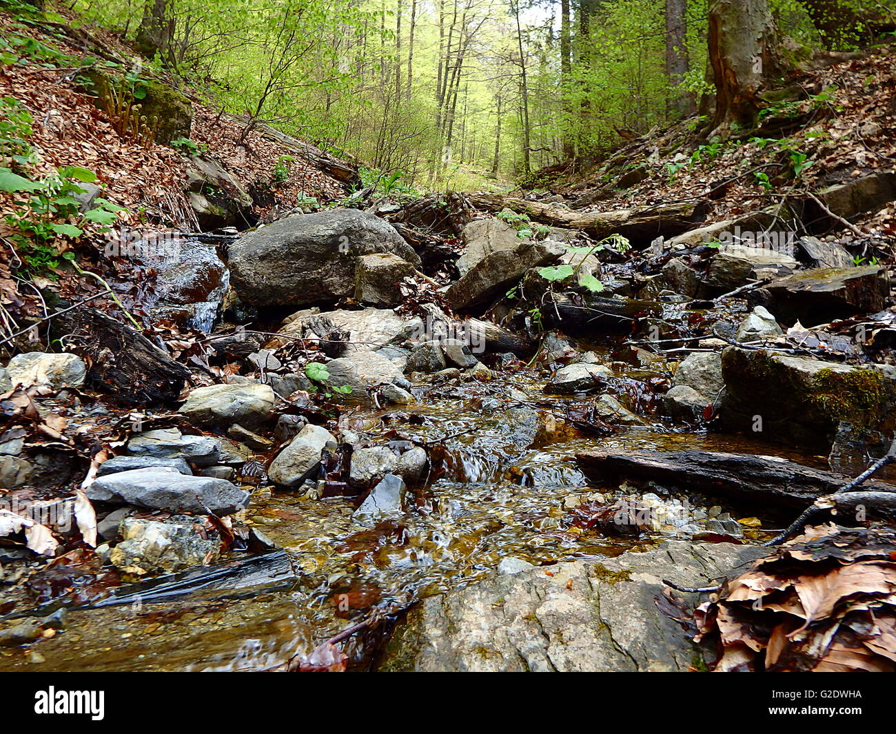 creek flowing in a green forest ,stream, brook, creek Stock Photo - Alamy