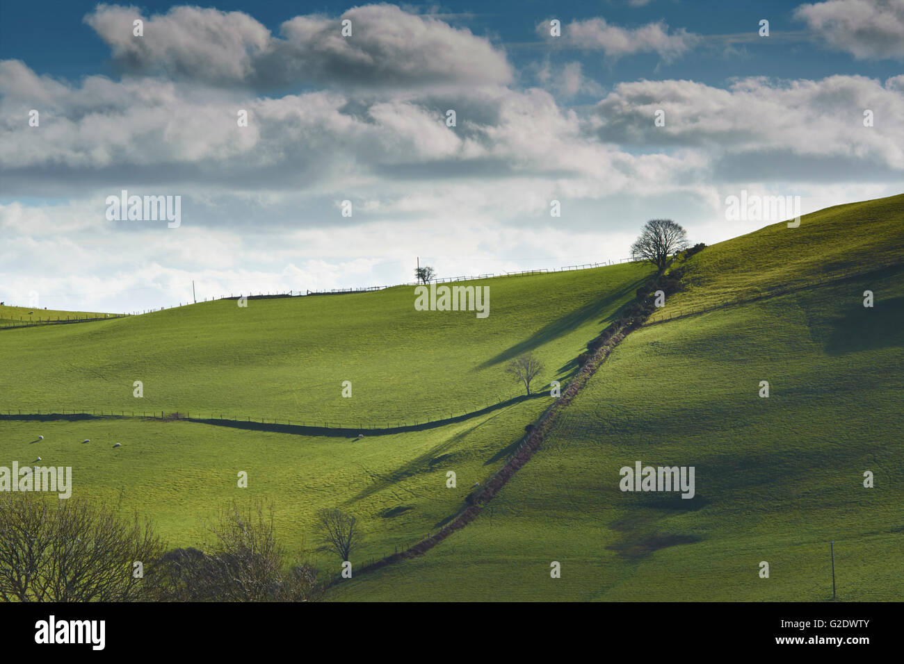 Hillside with trees and hedges Stock Photo - Alamy