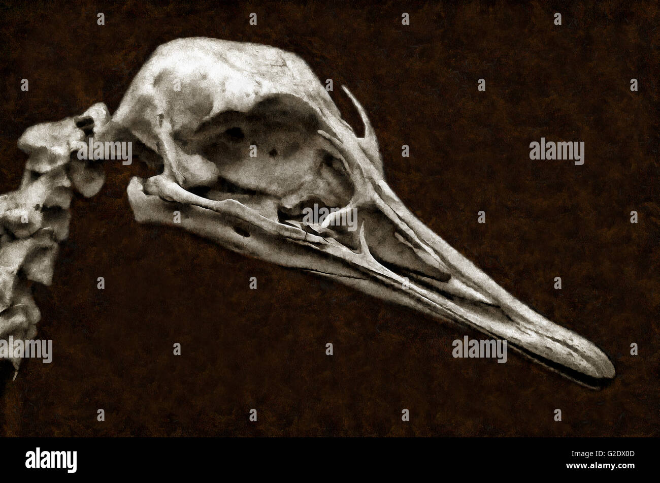 Dead rhea hi-res stock photography and images - Alamy