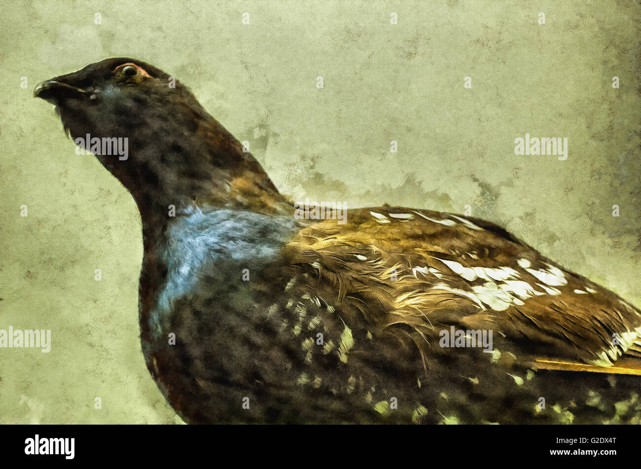 Urogallo hi-res stock photography and images - Alamy