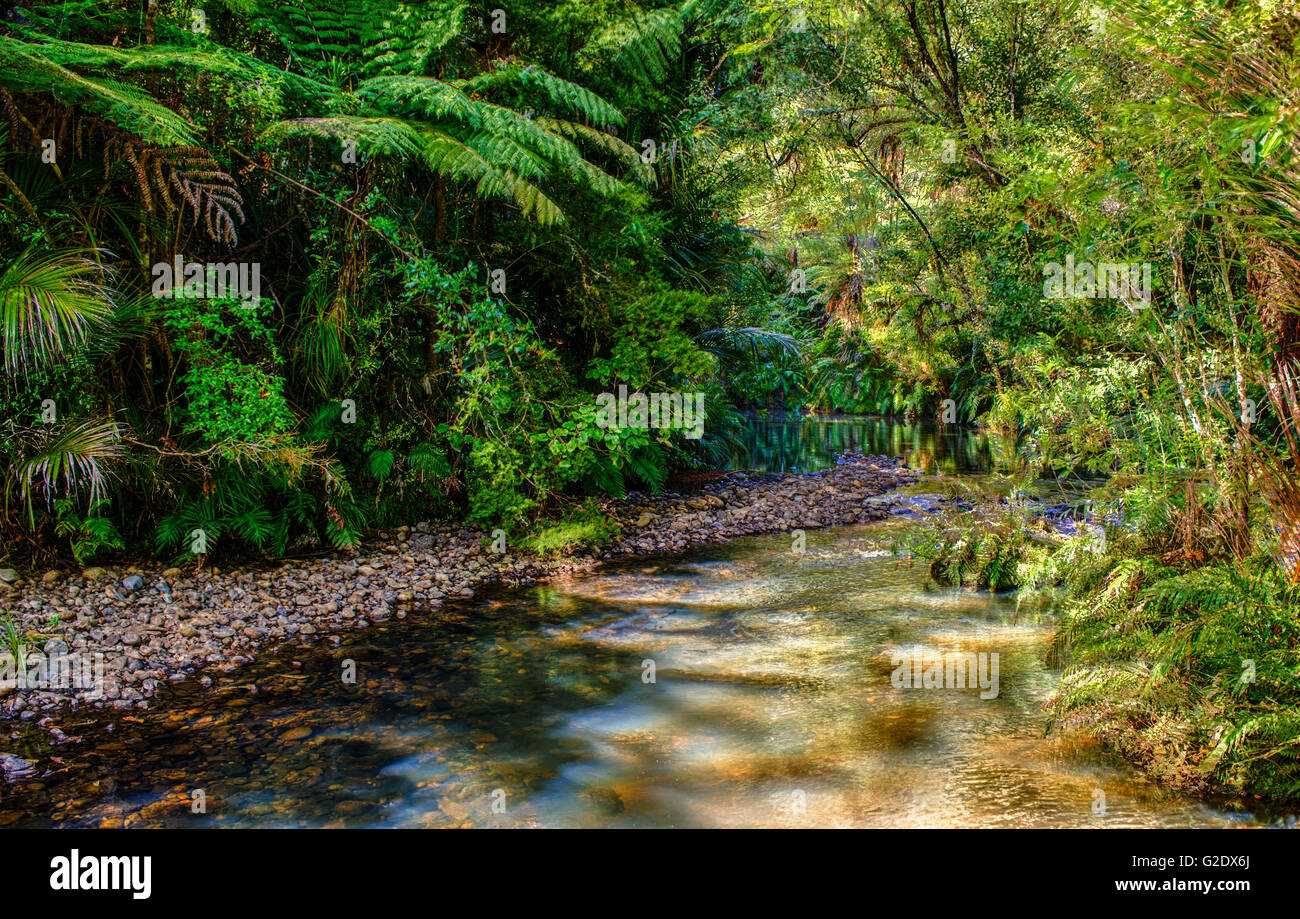 Bush and stream in the Waitakere Ranges near Auckland Stock Photo - Alamy