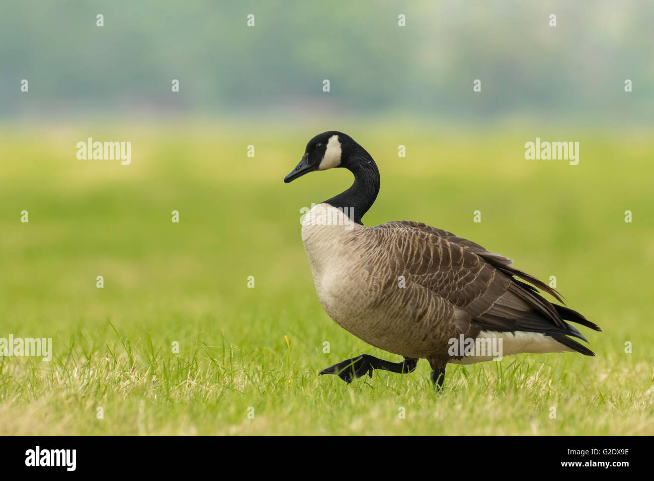 Close-up of a Canada goose (Branta canadensis) walking in a meadow ...