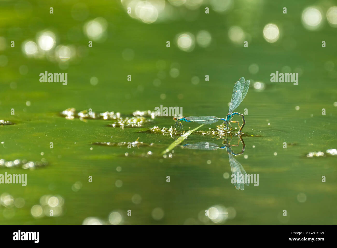 Mating position hi-res stock photography and images - Alamy