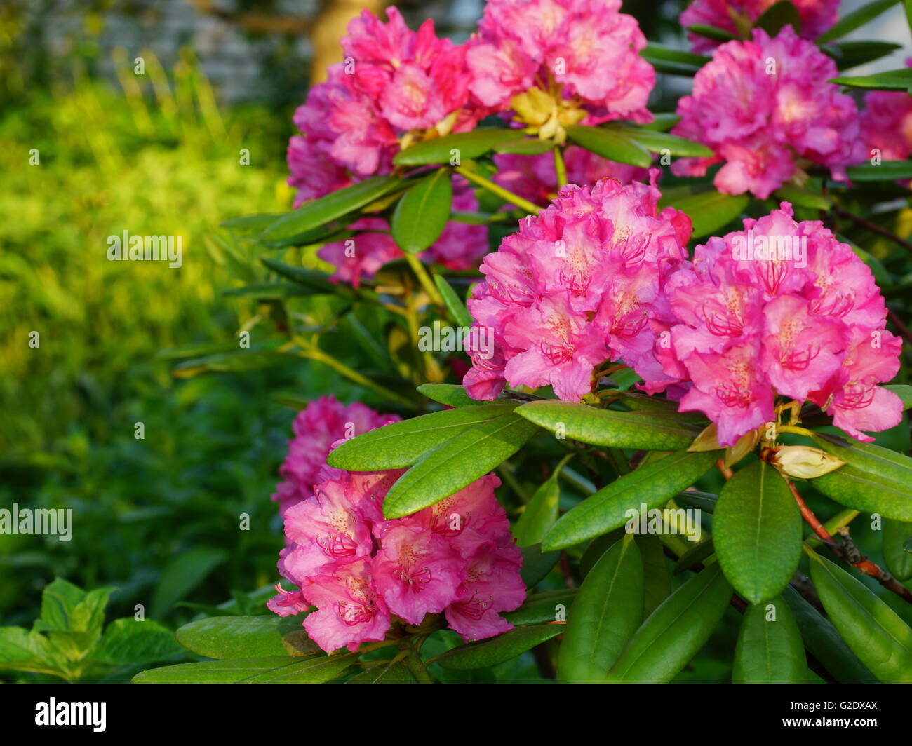 Rhododendron park hi-res stock photography and images - Alamy