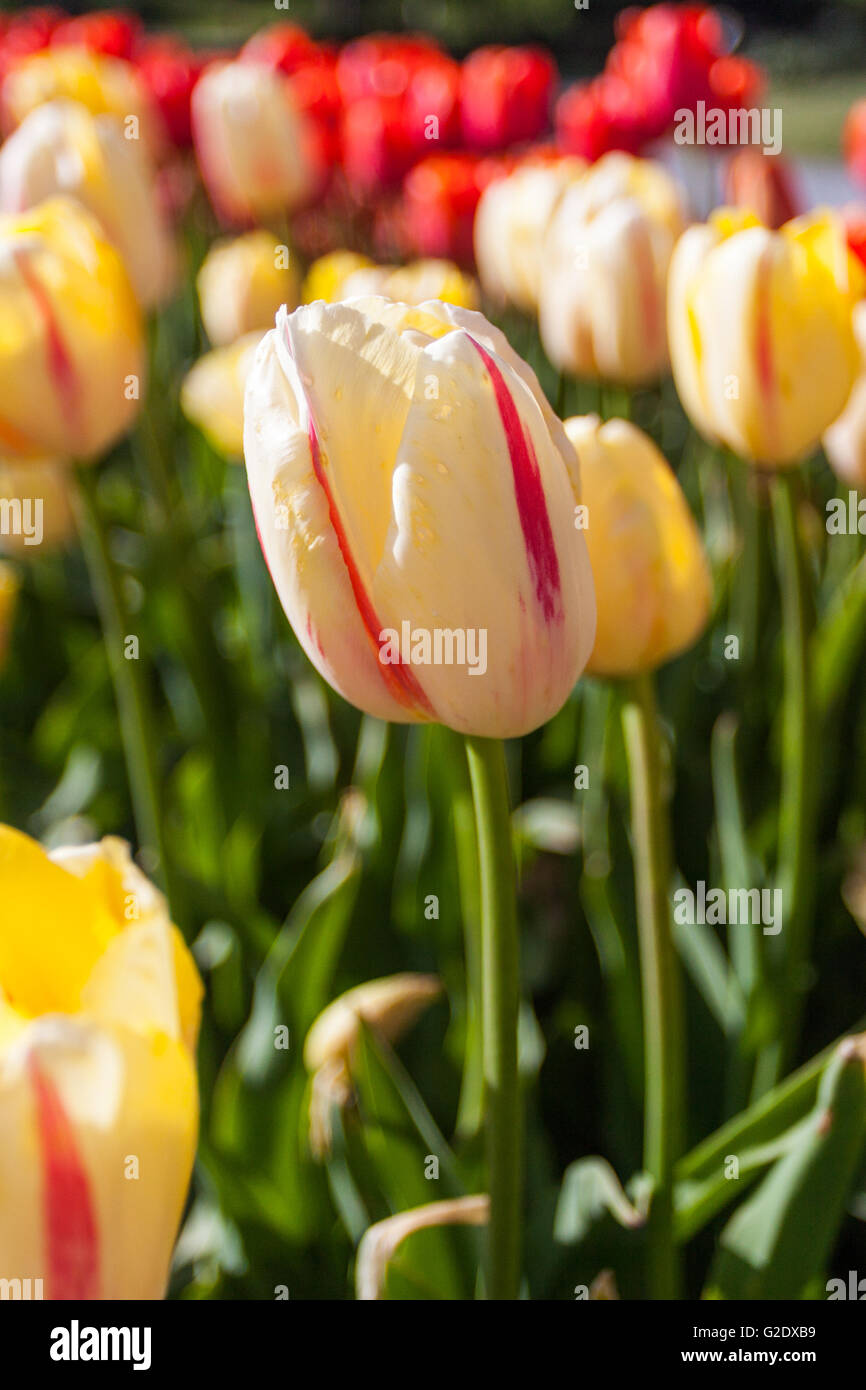 Blooming tulips in Springtime Stock Photo - Alamy