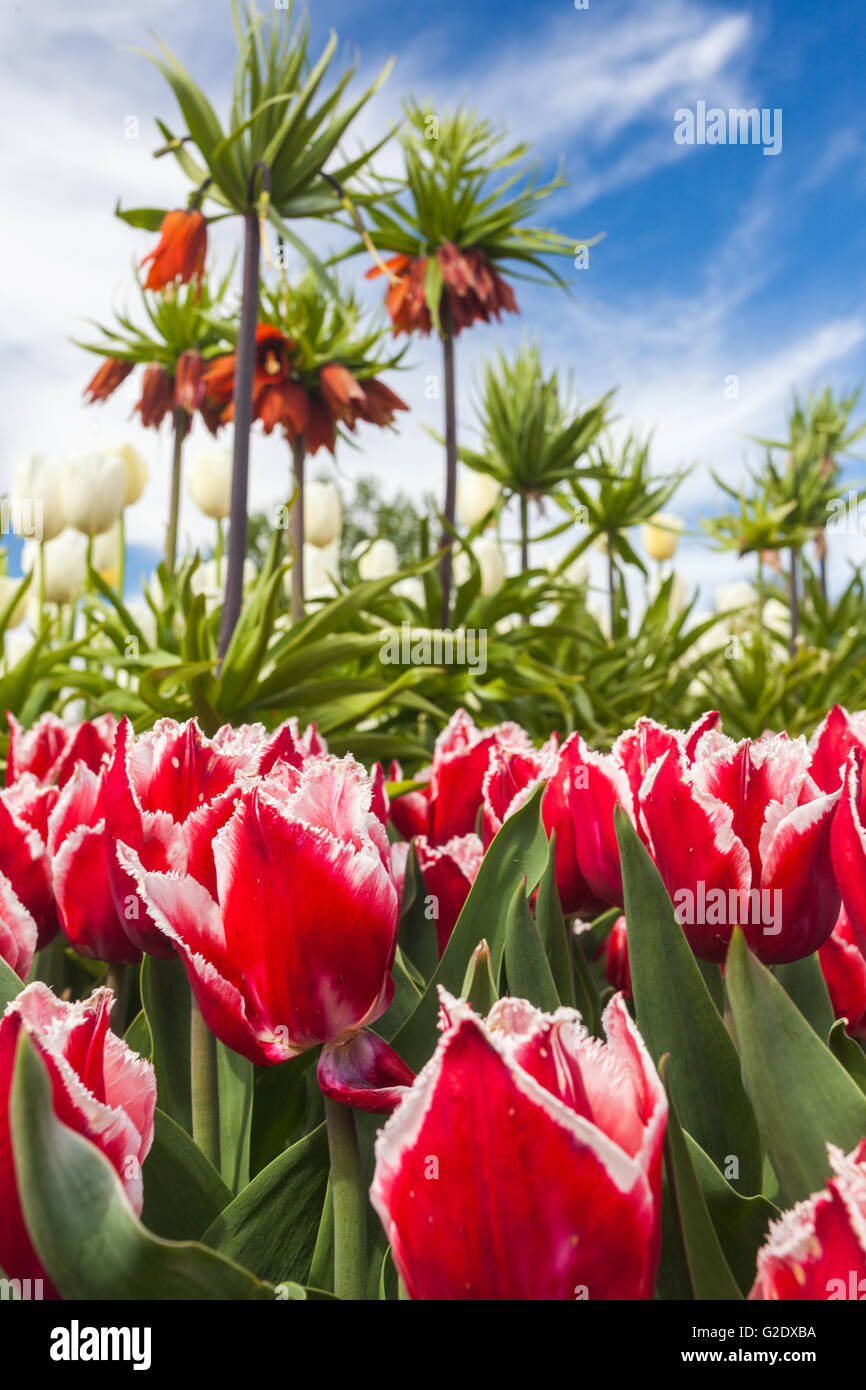 Blooming tulips in Springtime Stock Photo - Alamy
