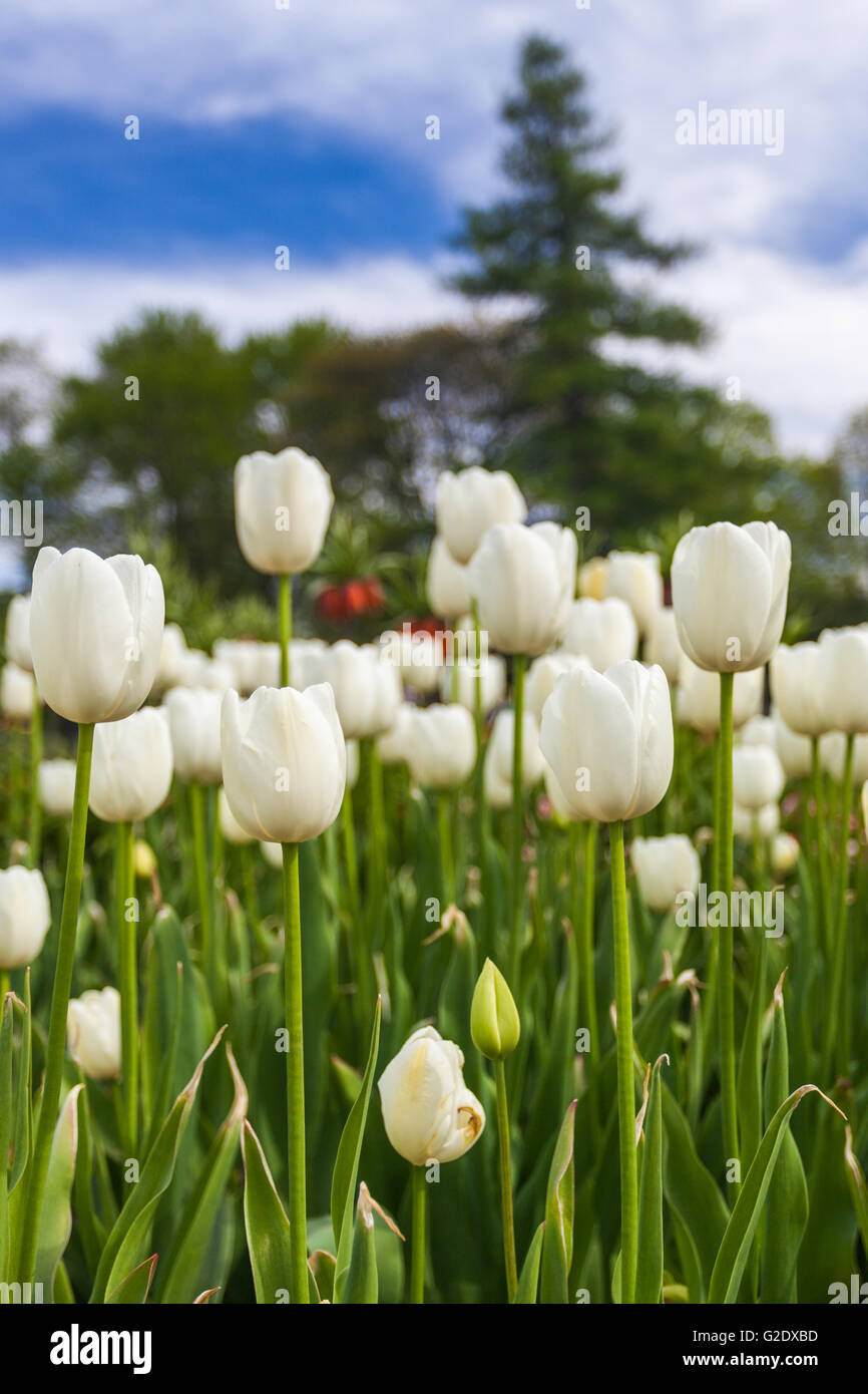 Blooming tulips in Springtime Stock Photo - Alamy