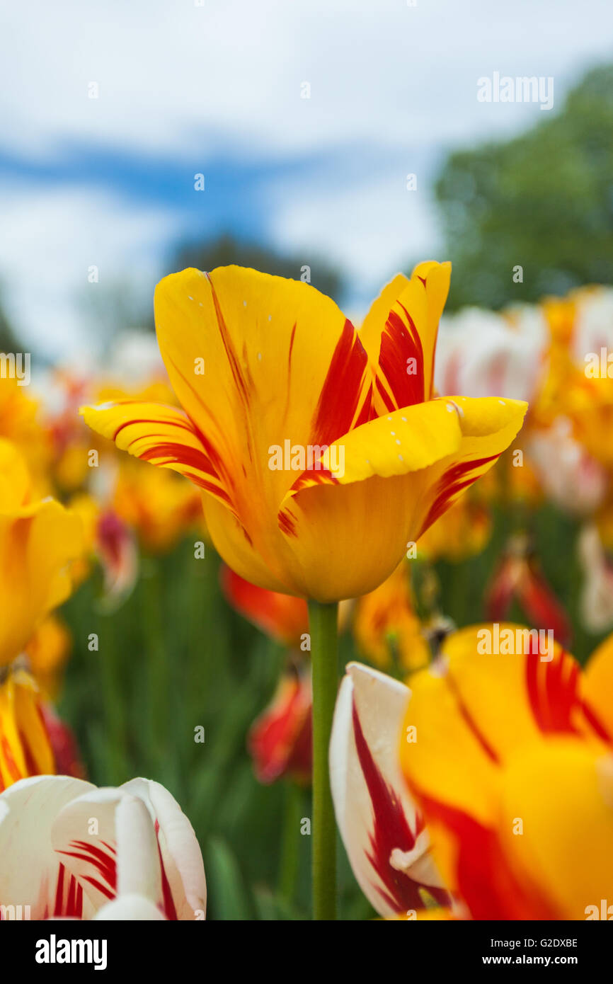 Blooming tulips in Springtime Stock Photo - Alamy