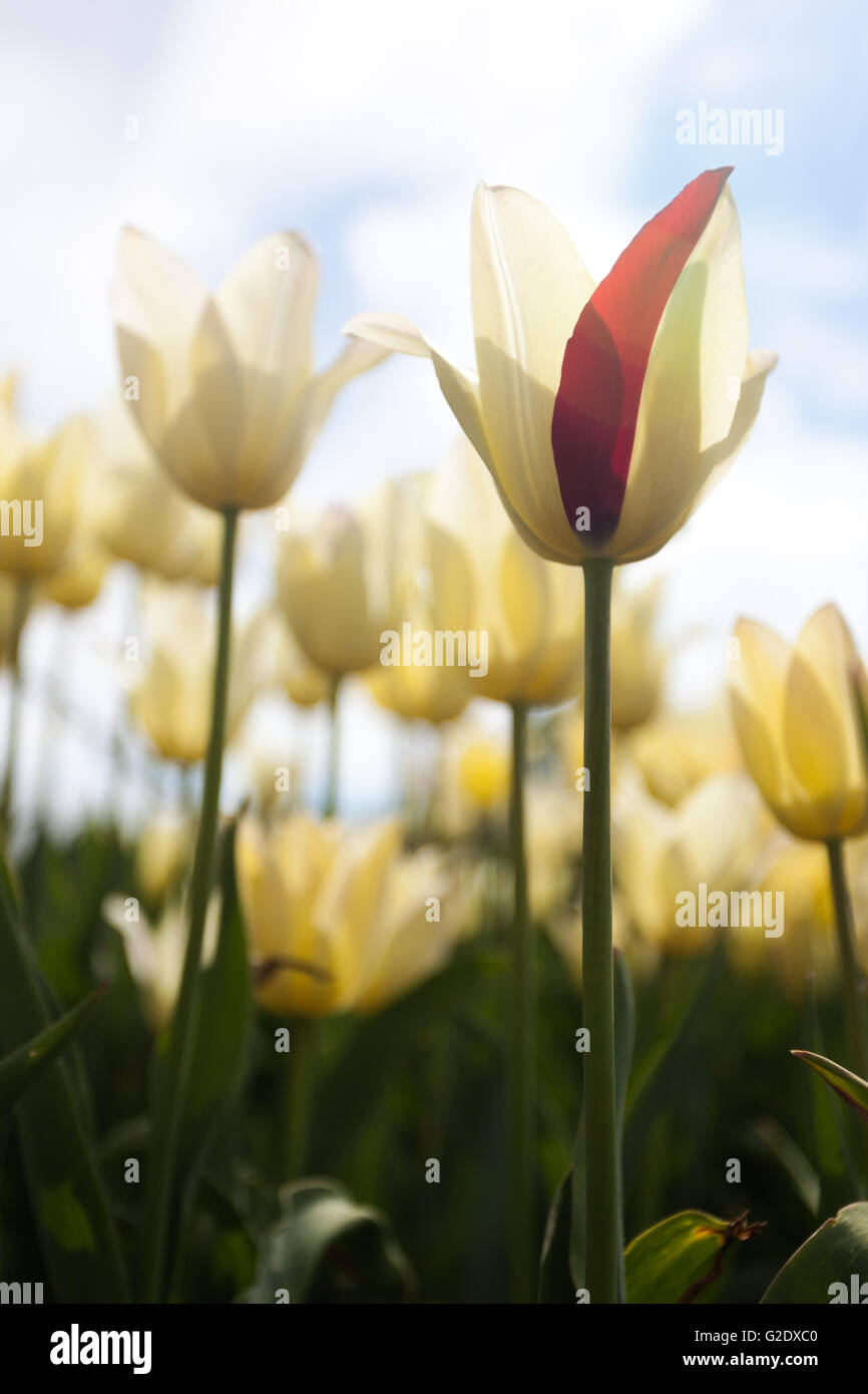 A unique blooming tulip in Springtime Stock Photo - Alamy