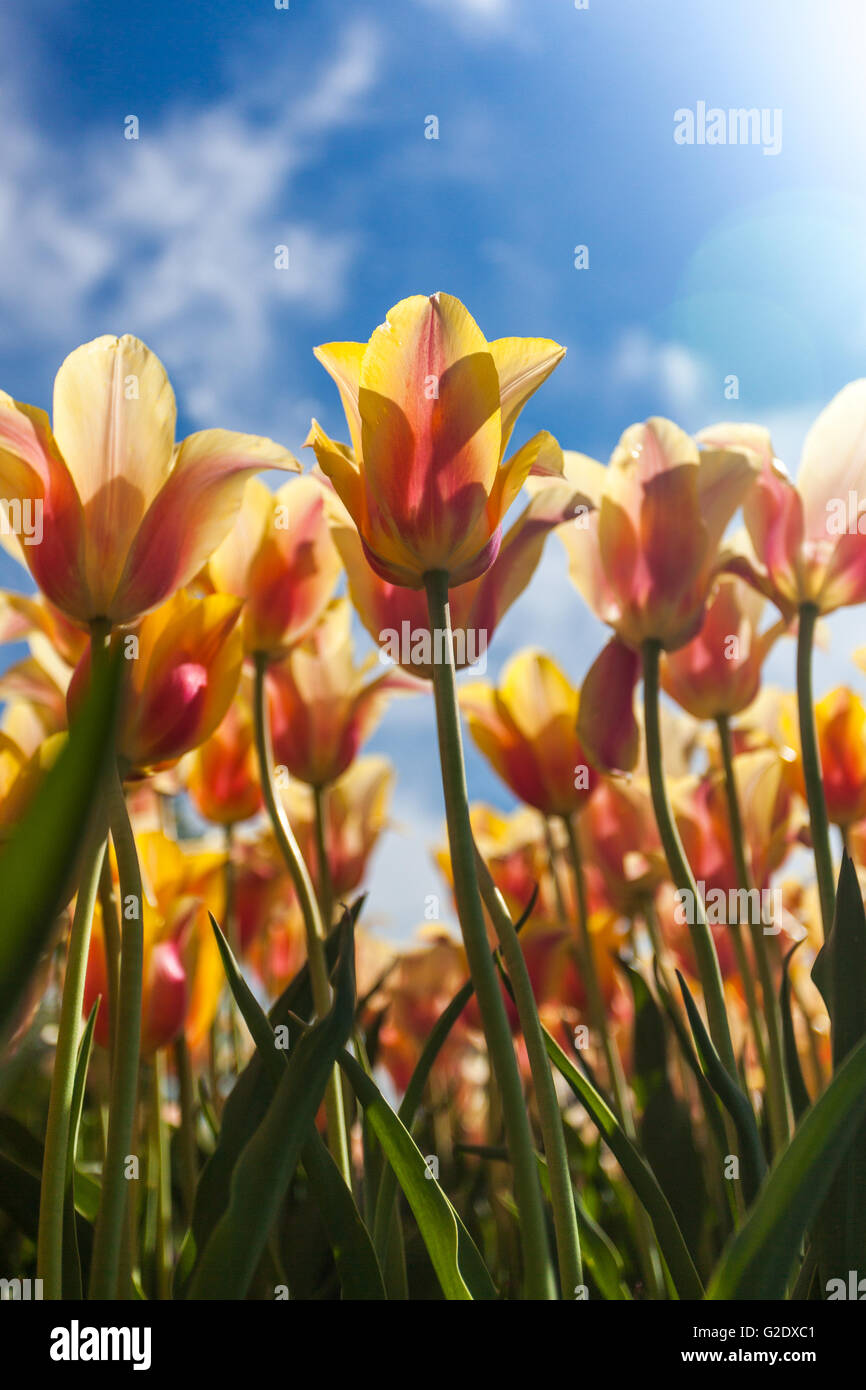Blooming tulips in Springtime Stock Photo - Alamy