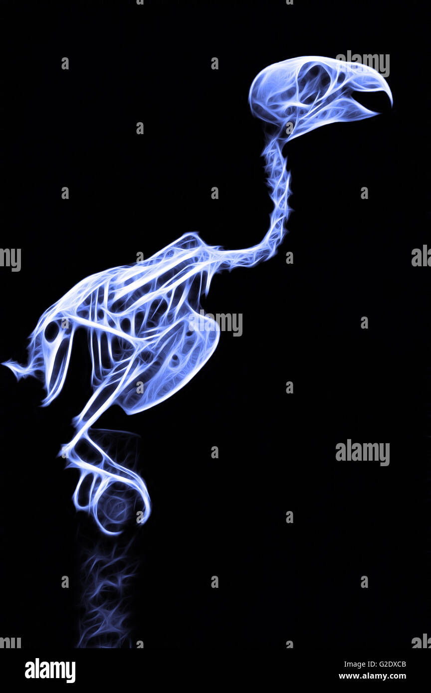 Psittaciformes Order High Resolution Stock Photography and Images - Alamy