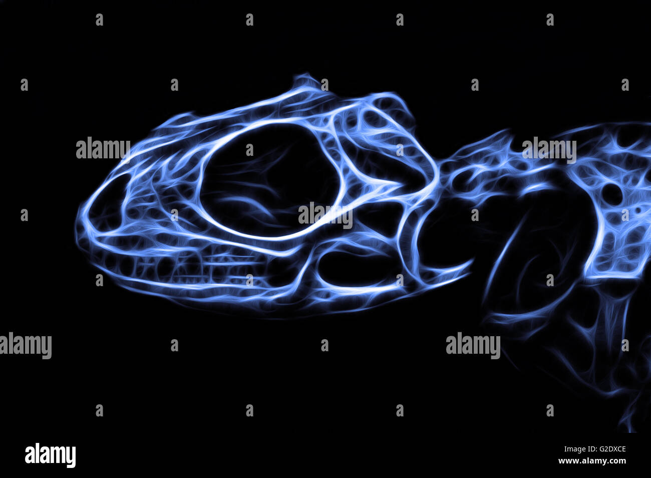 Iguana iguana skull hi-res stock photography and images - Alamy