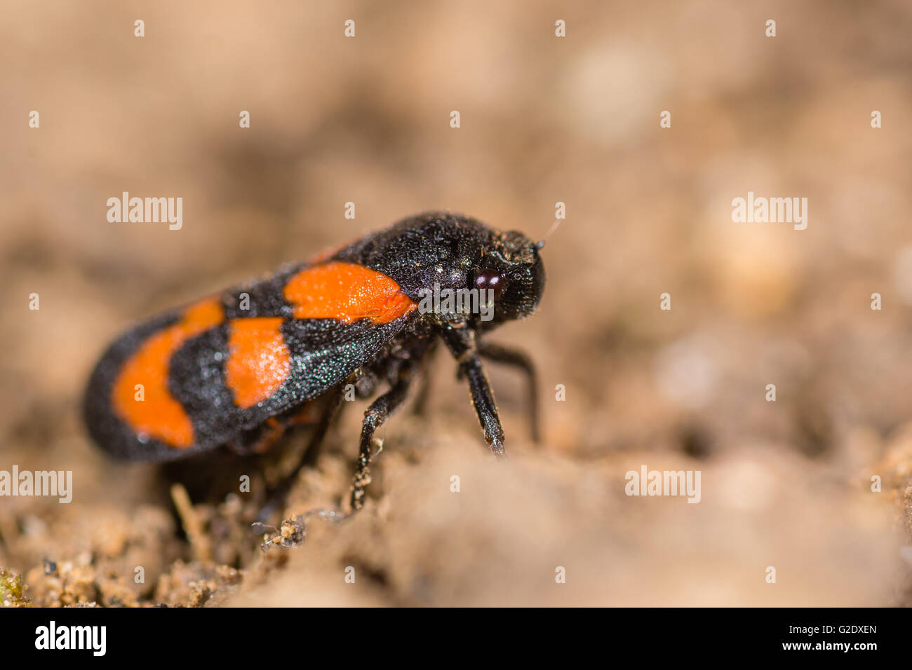 Red-and-black froghopper (Cercopis vulnerata). Red and black bug in ...