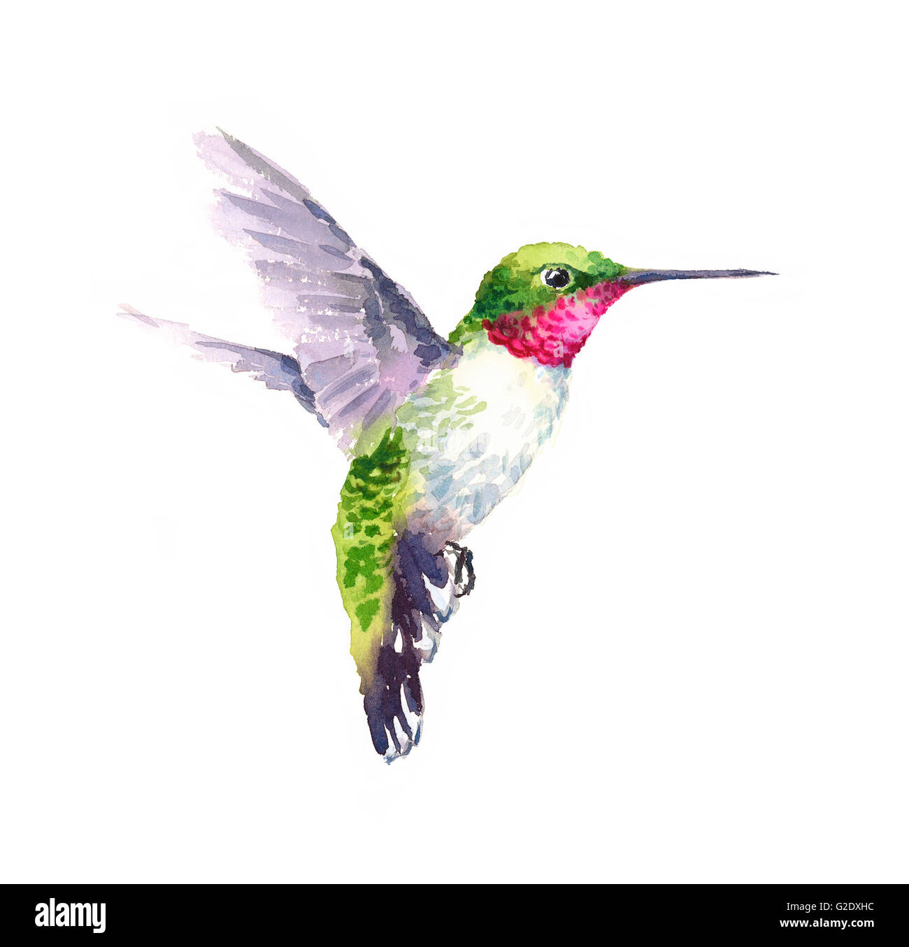 Watercolor Bird Hummingbird Flying Hand Drawn Summer Garden ...