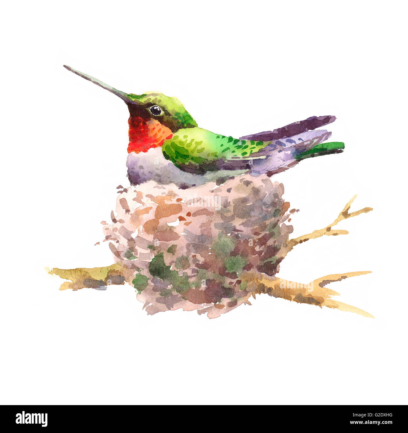 Watercolor Bird Hummingbird Sitting in the Nest Hand Drawn Summer ...