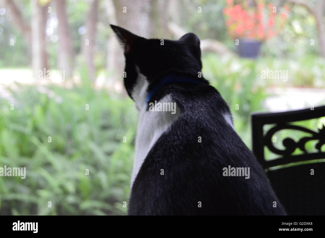 Cat with trees hi-res stock photography and images - Alamy