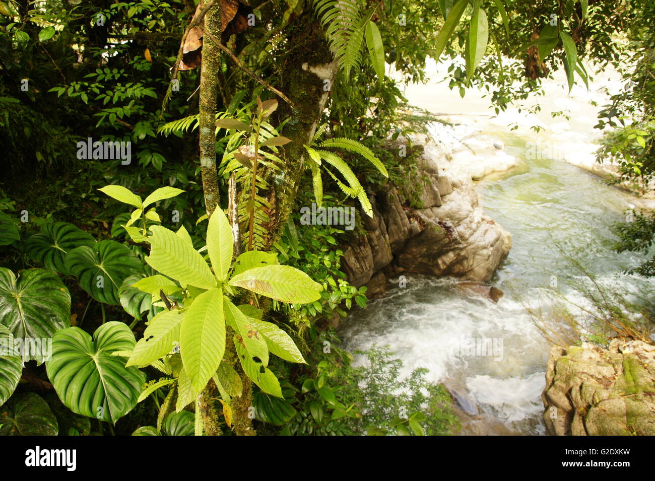 Amazon rainforest trees hi-res stock photography and images - Alamy