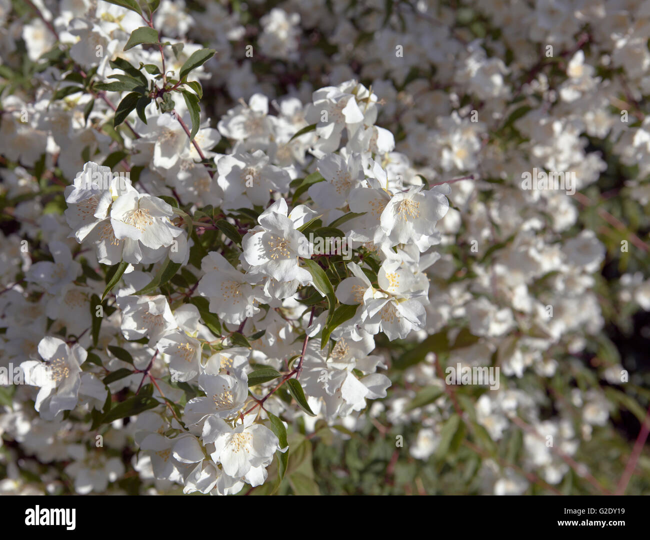 Closeup, macro of a jasmine flowers on a bush. Hedge and trees in the ...