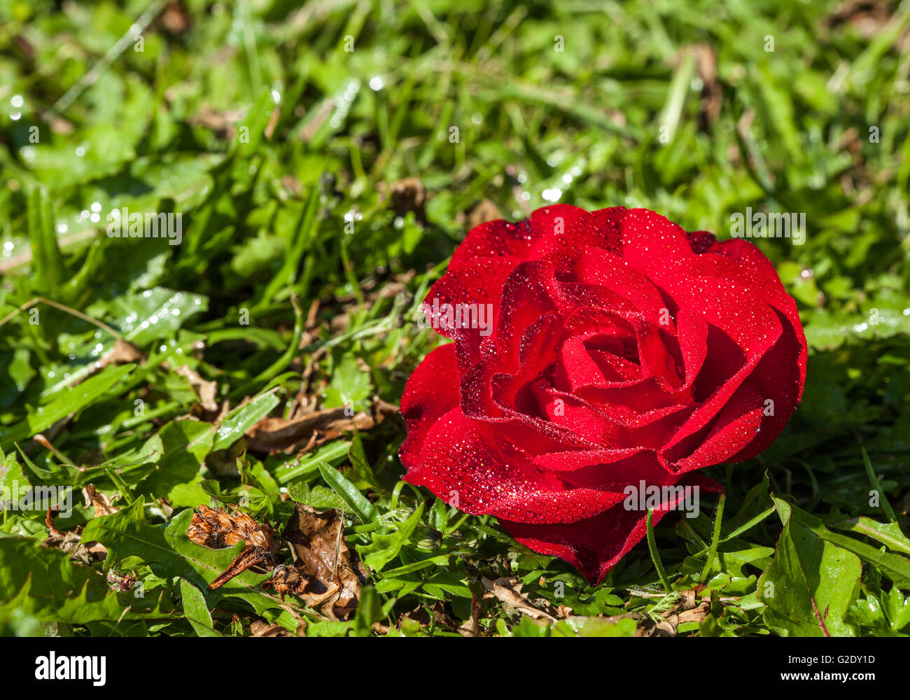Closeup, macro of a red rose on the lawn. Green grass and water drops ...